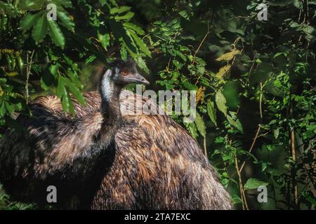 EMU Flightless Bird Dromaius novaehollandiae Australia Stock Photo - Alamy