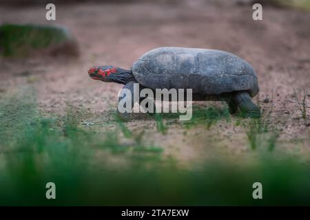 The Chelonoidis carbonaria, or the red-footed tortoise, is depicted in ...