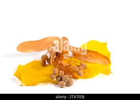 Dried lime tree seed against white background Stock Photo - Alamy