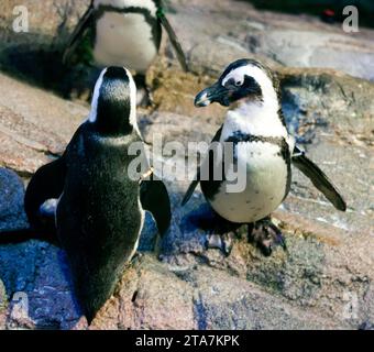 African penguins at New England Aquarium , Penguins. Edmund L. Mitchell ...