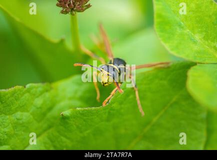 European wasp. Ultra macro photo. Wasp on a green leaf. Parts of the ...