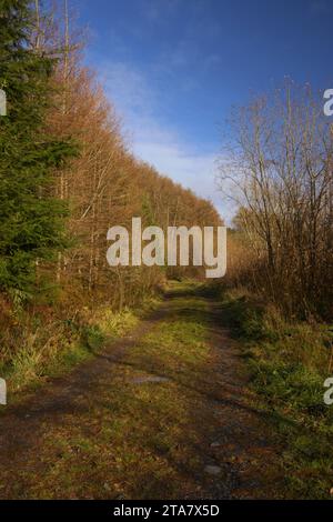 Forest Tracks in the Dyfi Forest in Autumn Stock Photo - Alamy