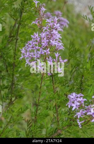 Persian lilac (Syringa x persica) shrub in flower Stock Photo - Alamy