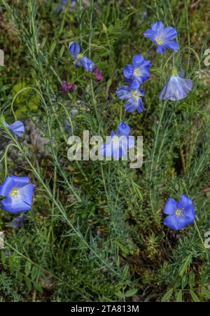 Alpine Flax, Linum alpinum, in flower in alpine grassland, Karawanken ...