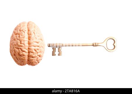 Human brain anatomical model with key isolated on white background ...