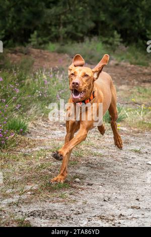 Sprizsla dog - light fawn colour Vizsla Springer Spaniel cross -sitting ...