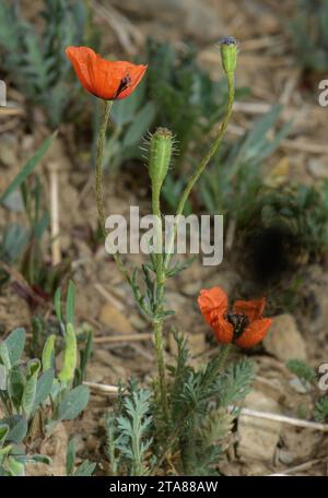 Prickly Poppy, Roemeria argemone, in flower and fruit, growing as a ...