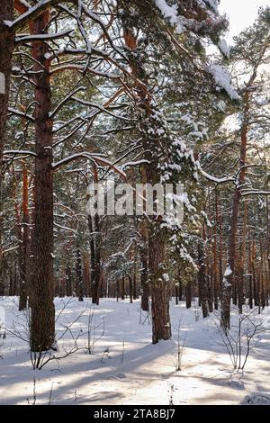 A panoramic view of frozen shrubs on the edge of Niagara Falls in ...