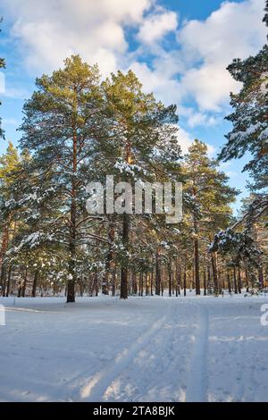 A panoramic view of frozen shrubs on the edge of Niagara Falls in ...