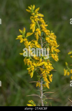 petty whin (Genista anglica), blooming, Netherlands, Northern ...