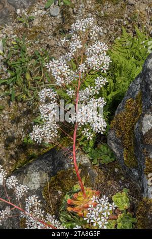 Pyramidal saxifrage, Saxifraga cotyledon in flower in the French Alps ...
