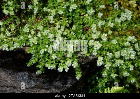 Creeping Nailwort, Paronychia kapela in flower on rocky slope in the ...