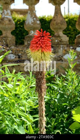 Red Hot Poker plant in Orange spread open Stock Photo - Alamy