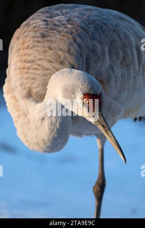 Sandhill crane, George C Reifel Migratory Bird Sanctuary, British ...
