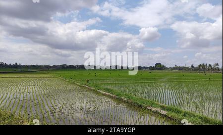 newly planted rice plants with blue skies and white clouds in the rural ...