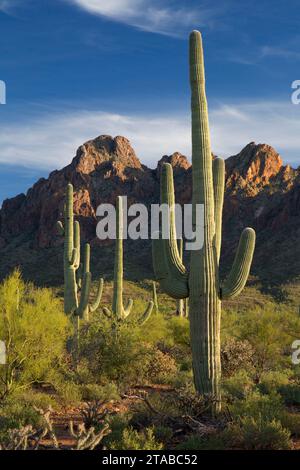 Ragged Top, Ironwood Forest National Monument Stock Photo - Alamy