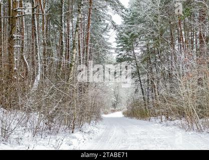 Lovely winter forest. Trees and bushes covered in snow. Ski track on a ...