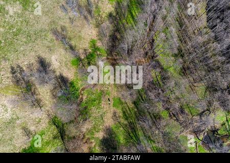 Aerial view of two forest streams converging into one Stock Photo - Alamy