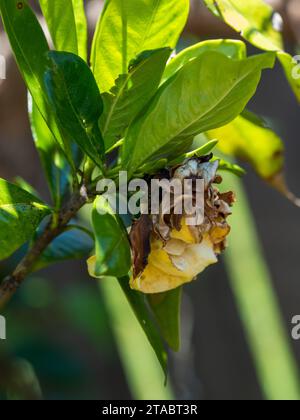 Shrivelled , decaying leaves Stock Photo - Alamy