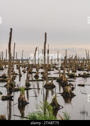 The Peenetalmoor Nature Reserve near Anklam, Mecklenburg-Western ...
