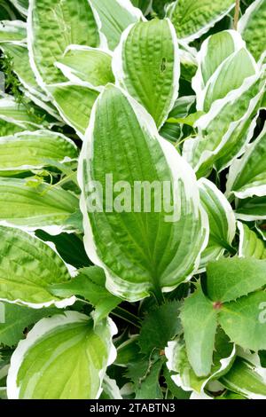 Leaves of Perennial, Hostas, Hardy, Plantain Lily, Spring, Foliage ...