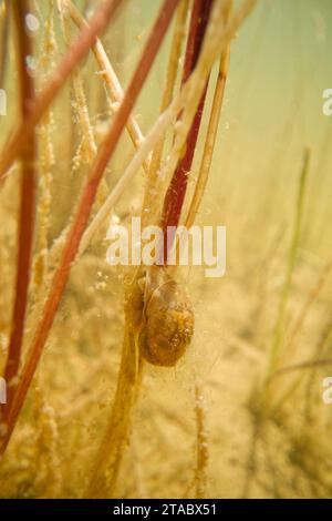 Pond snail (Radix peregra) in a sand pit pool Stock Photo - Alamy