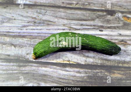 cucumber with mold, mould is one of the structures that certain fungi ...