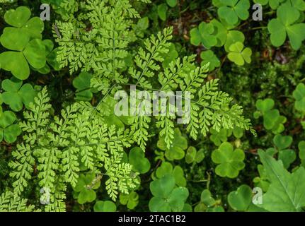 Sudetan bladder fern, Cystopteris sudetica fronds; an arctic-alpine ...