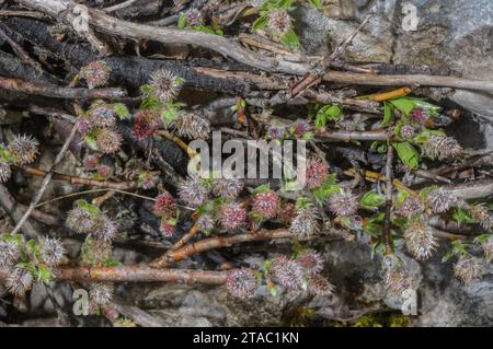 Alpine willow (Salix alpina) in flower amongst rocks. Photographed in ...