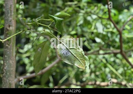 Leaf of a plant infested by a pest - Pests everywhere concept. Close up ...