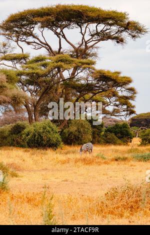A herd of zebra grazing below an Umbrella Thorn Acacia tree in Amboseli ...