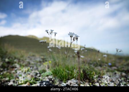 Circassian Sandwort (Minuartia circassica) on the alpine meadows of the ...