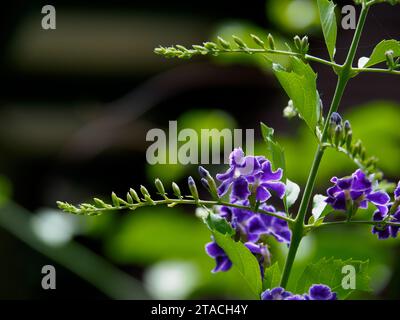 Tropical plant Duranta erecta (golden dewdrop, pigeon berry, skyflower ...