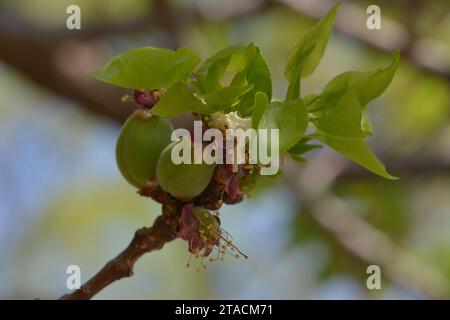 It's spring time apricots on the mother tree the new birth of little ...