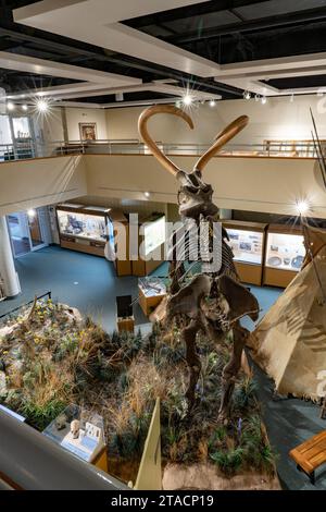 A diorama of a Columbian Mammoth being hunted by a man with an atlatl ...