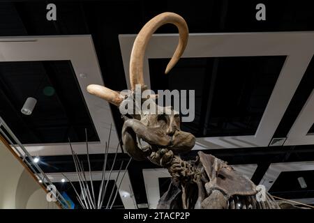 Detail of the tusks & skull of a Columbian Mammoth, Mammuthus columbi ...