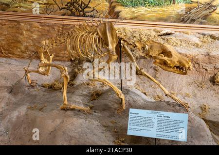 Dire wolf (Canis dirus) skull, extinct from the Ice Age, La Brea Tar ...