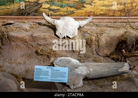 Fossilized horn of a Giant Bison, Bison latifrons, in the USU Eastern ...