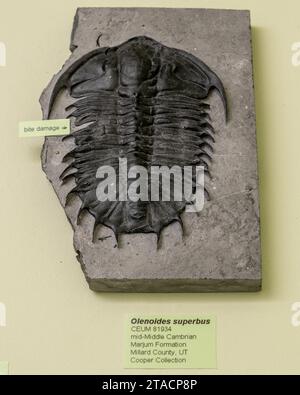 Trilobite fossil Olenoides superbus. Cambrian age Stock Photo - Alamy
