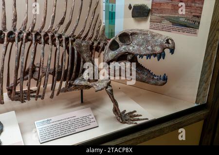 Skeleton cast of a dimetrodon, a sail-back reptile, in the USU Eastern ...