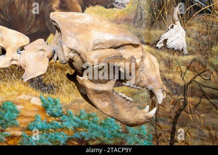 Skeleton of a Short-faced Bear, Arctodus simus, in the USU Eastern ...