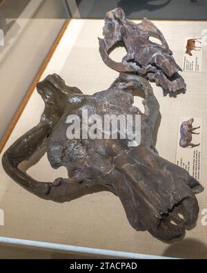 Skull of Achaenodon uintensis, a large boar-like mammal, in the USU ...
