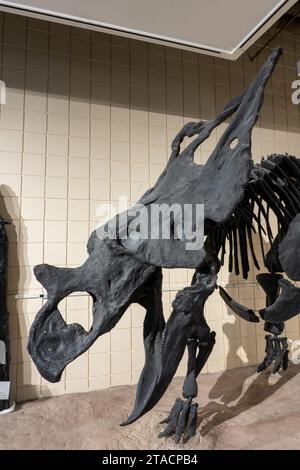 Skeleton cast of a ceratopsid horned dinosaur, Chasmosaurus belli, in ...