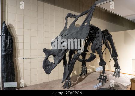 Skeleton cast of a ceratopsid horned dinosaur, Chasmosaurus belli, in ...