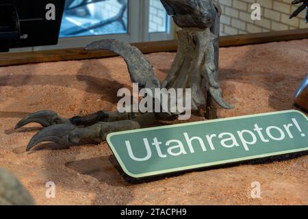 Killing claw or ungual of Utahraptor, Utahraptor ostrommaysi, in the ...