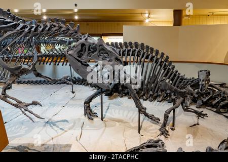 Skeleton cast of an allosaurus, left, chasing a camptosaurus in the USU ...