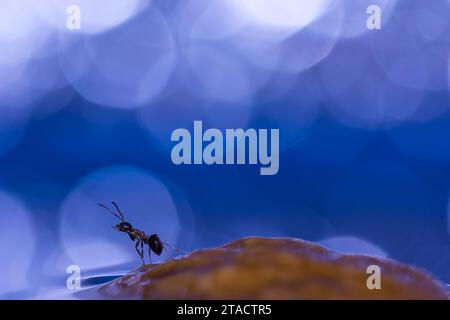 Microscopic Exploration: Lonely Ant on Floating Walnut Shell ...