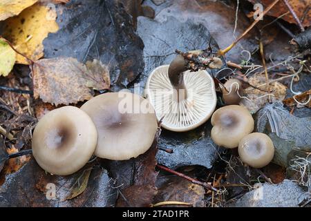 Clitocybe metachroa, known as Twotone Funnel, wild mushroom from ...