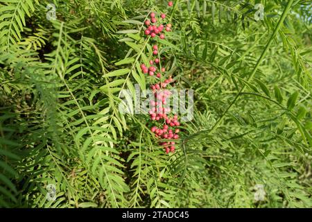 California pepper tree (Schinus molle, Schinus molle var. molle ...
