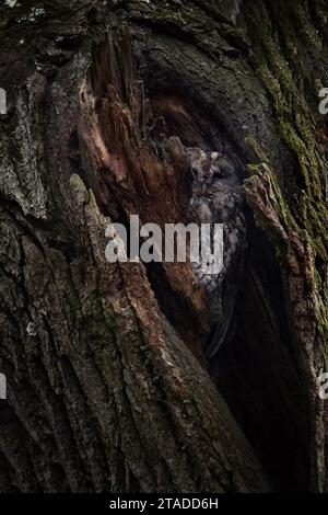 A Strix aluco owl peeks out of its cavity in a tree, lurking for food ...